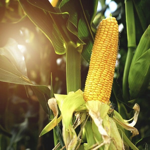Manufacturers of Corn Bio Leather Products | My Office in China